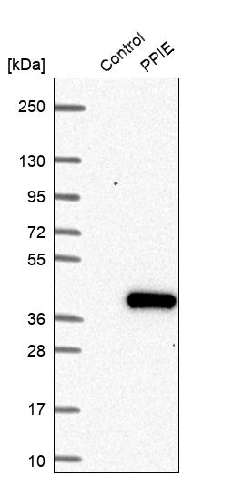 Anti-PPIE Human Protein Atlas Antibody