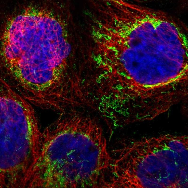 Anti-SHMT2 Human Protein Atlas Antibody