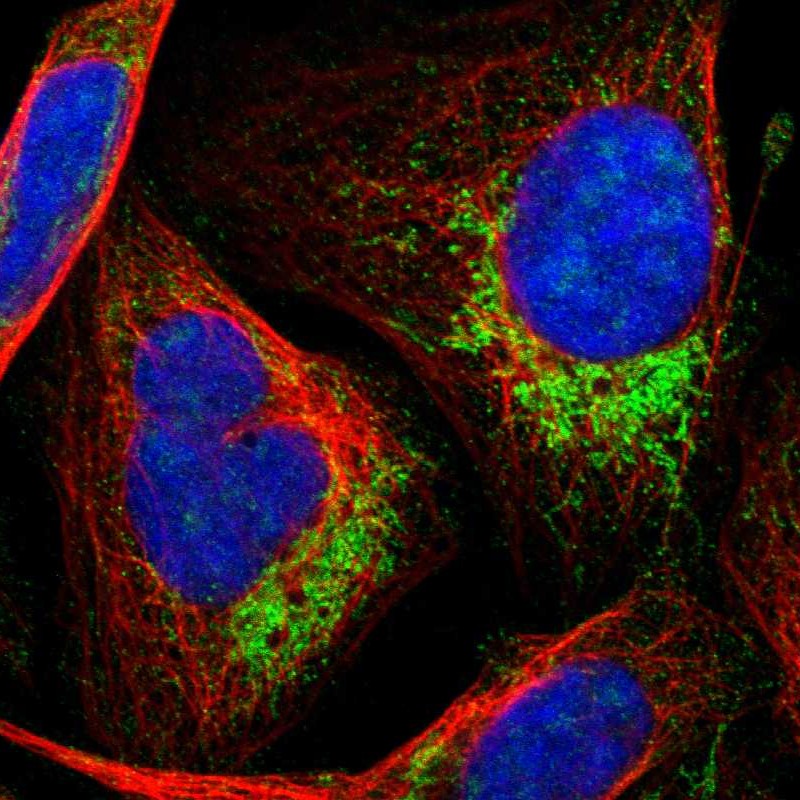 Rabbit Polyclonal Anti-HINT2 Antibody - Buy for research - Highly ...