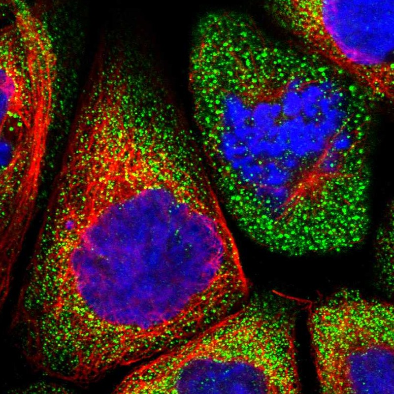 Rabbit Polyclonal Anti-LRRC46 Antibody - Buy for research - Highly ...