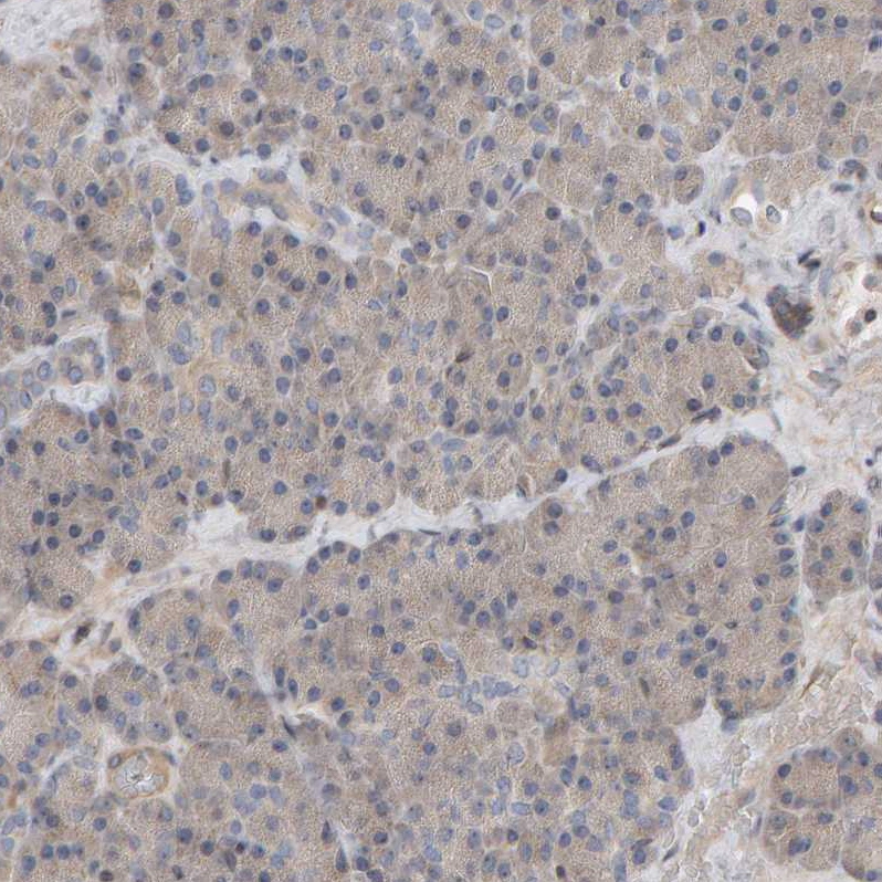Anti-C9orf72 Human Protein Atlas Antibody