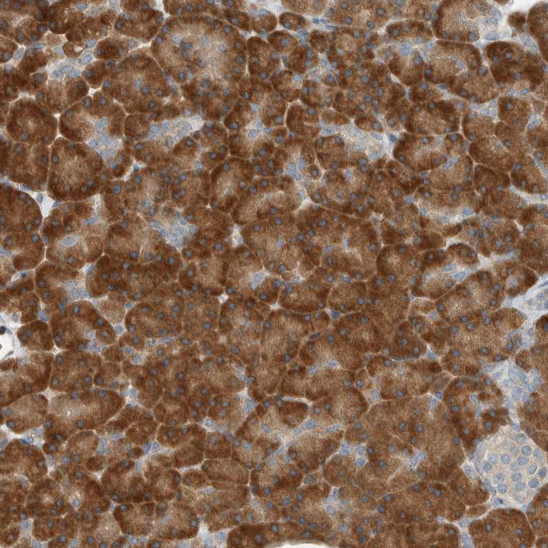 Rabbit Polyclonal Anti-SEL1L Antibody - Buy for research - Highly ...