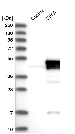 Anti-DFFA Human Protein Atlas Antibody