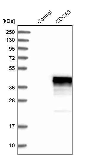 Rabbit Polyclonal Anti-CDCA3 Antibody - Buy for research - Highly ...