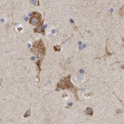 Anti-GANAB Human Protein Atlas Antibody