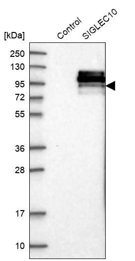Anti-SIGLEC10 Human Protein Atlas Antibody
