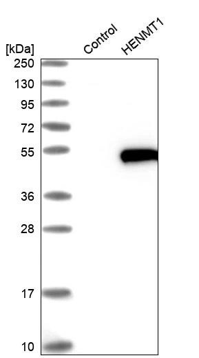 Anti-HENMT1 Human Protein Atlas Antibody