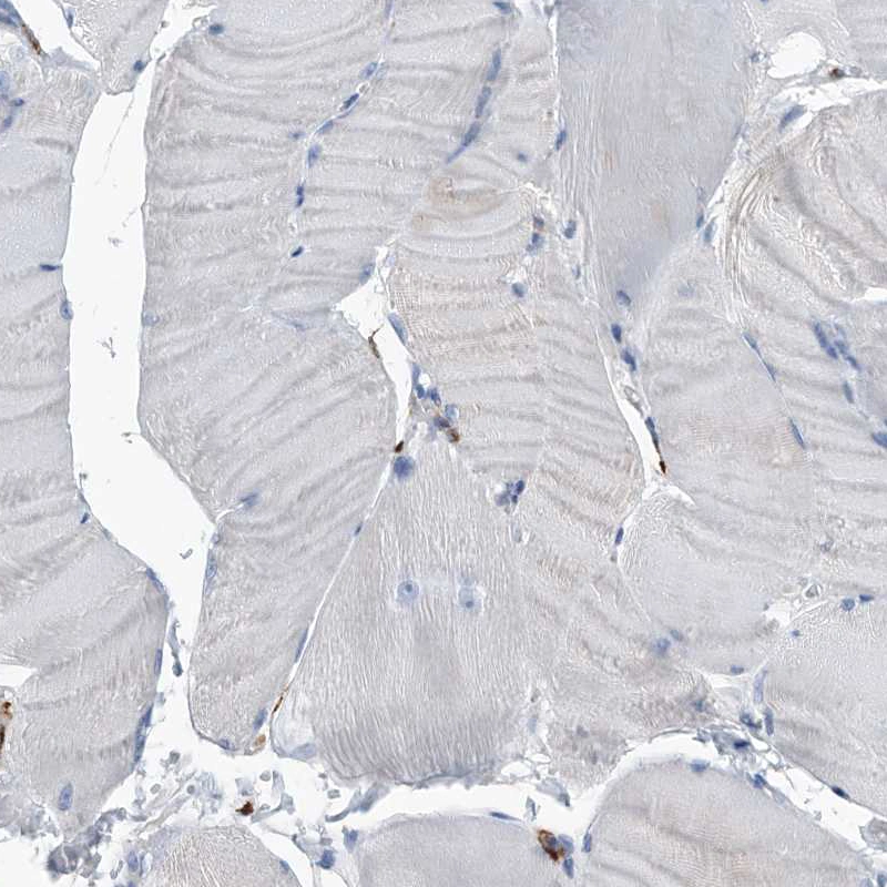 Anti-MS4A4A Human Protein Atlas Antibody