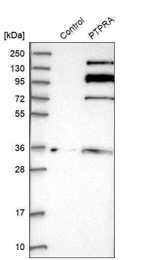 Anti-PTPRA Human Protein Atlas Antibody