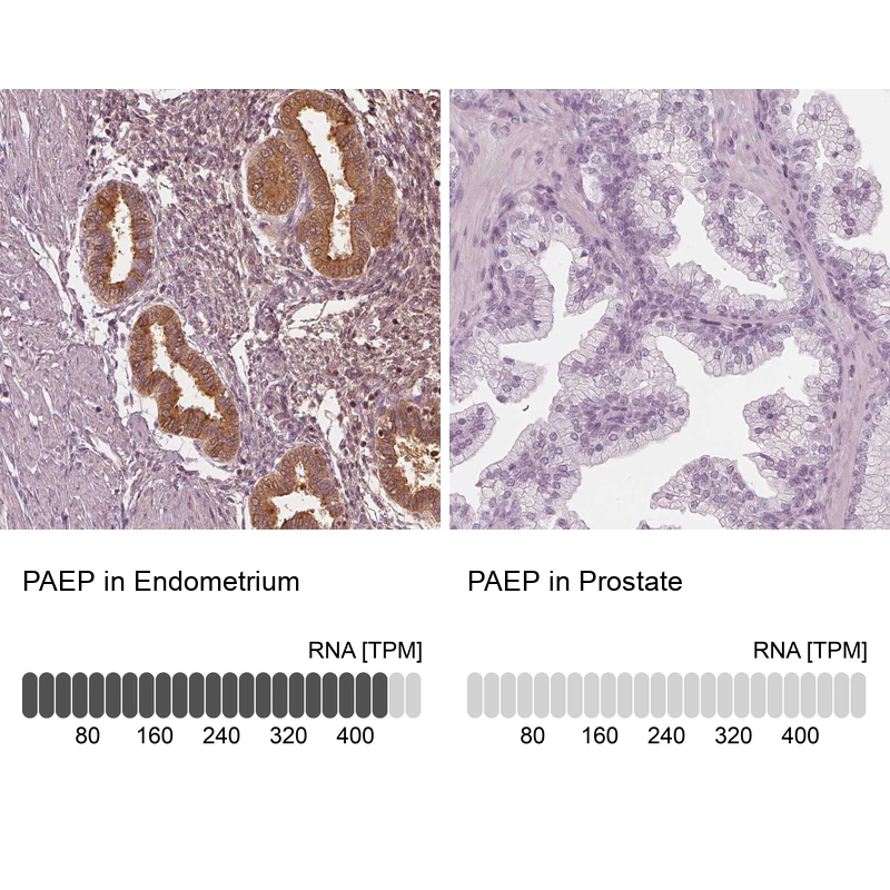 Anti-PAEP Human Protein Atlas Antibody