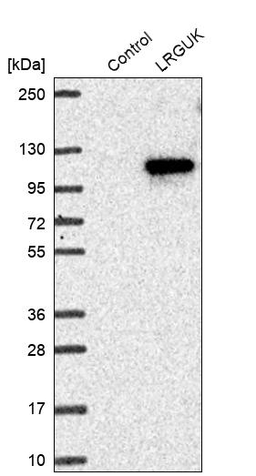 Rabbit Polyclonal Anti-LRGUK Antibody - Buy for research - Highly specific, rigorously validated ...