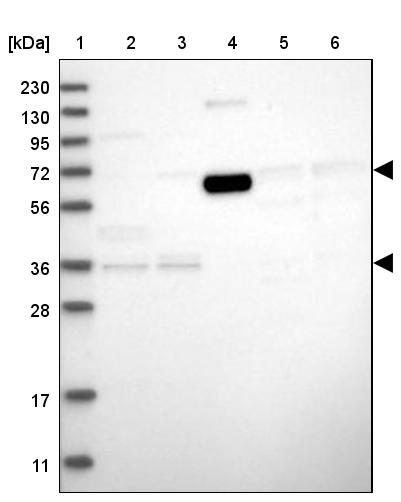 Rabbit Polyclonal Anti-THEMIS2 Antibody - Buy for research - Highly specific, rigorously ...
