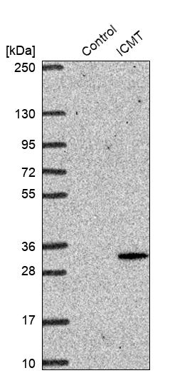Rabbit Polyclonal Anti-ICMT Antibody - Buy for research - Highly specific, rigorously validated ...