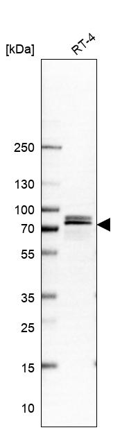 Rabbit Polyclonal Anti-JUP Antibody - Buy for research - Highly specific, rigorously validated ...