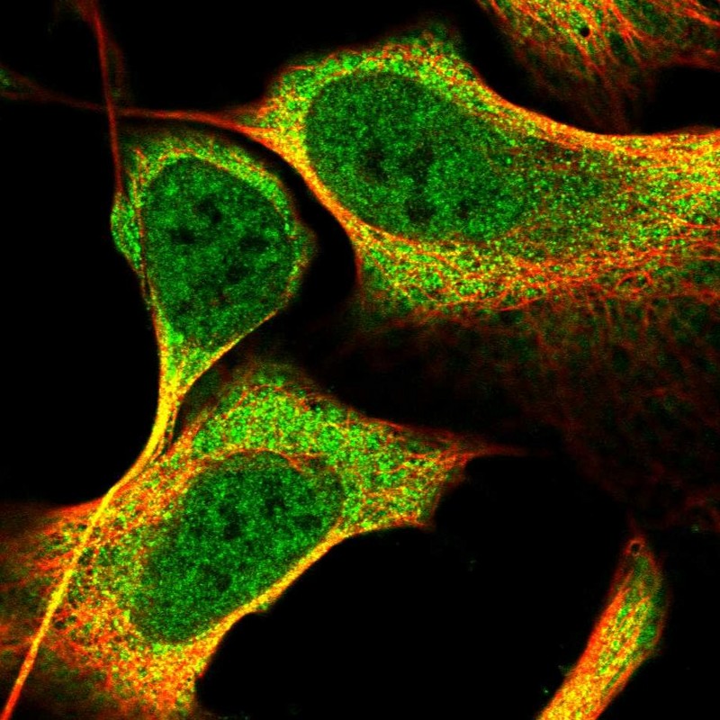 Rabbit Polyclonal Anti-KAZN Antibody - Buy for research - Highly ...