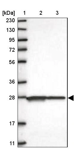 Anti-HIKESHI Human Protein Atlas Antibody