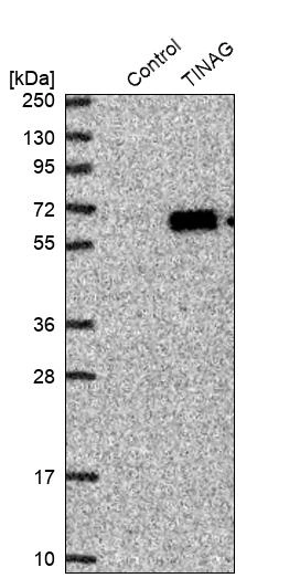 Anti-TINAG Human Protein Atlas Antibody