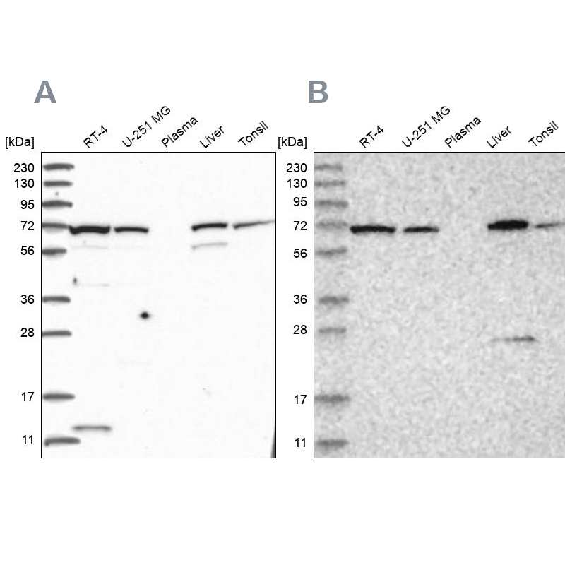 Rabbit Polyclonal Anti-RNPEP Antibody - Buy for research - Highly ...