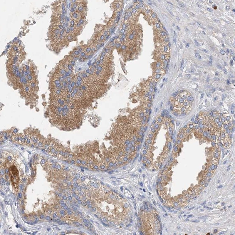 Anti-GRINA Human Protein Atlas Antibody
