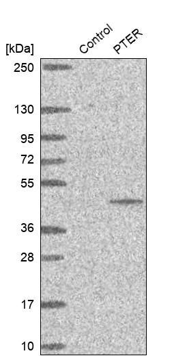 Rabbit Polyclonal Anti-PTER Antibody - Buy for research - Highly specific, rigorously validated ...