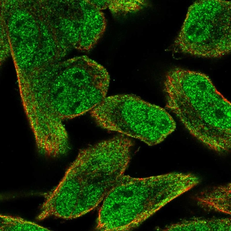 Anti-PIK3AP1 Human Protein Atlas Antibody