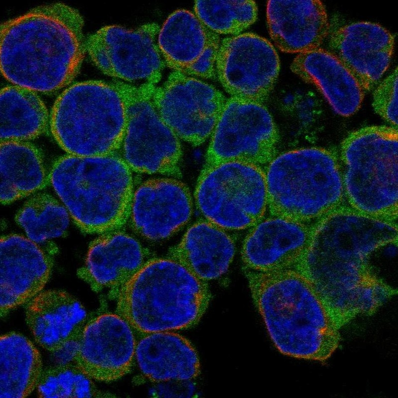 Rabbit Polyclonal Anti-UBASH3B Antibody - Buy for research - Highly ...