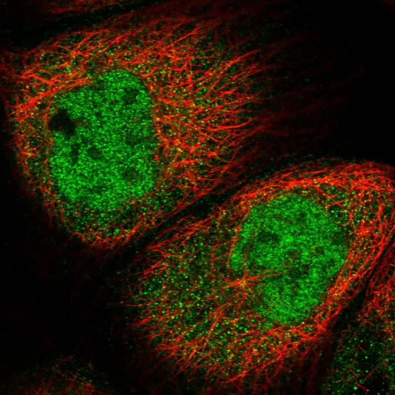 Anti-SPR Human Protein Atlas Antibody