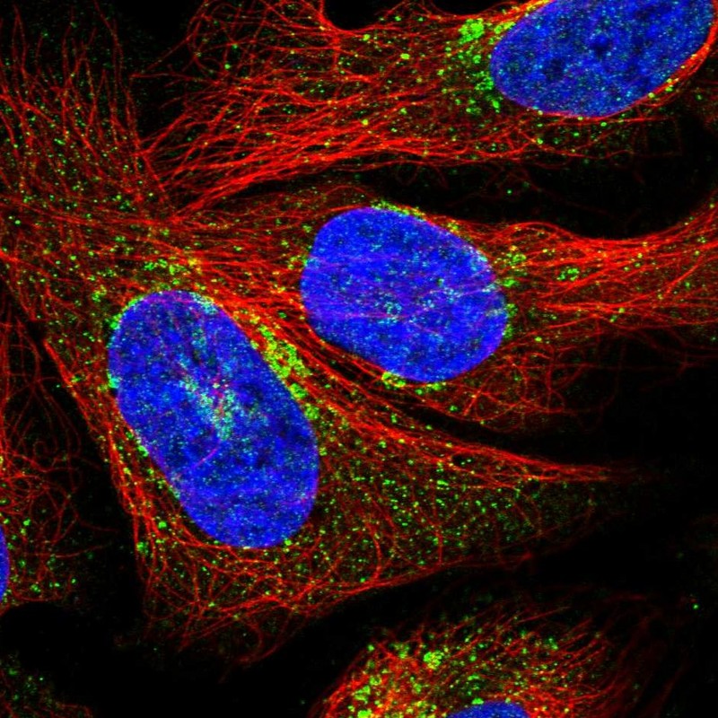 Anti-PRIM1 Human Protein Atlas Antibody