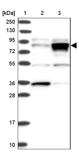 Anti-HMMR Human Protein Atlas Antibody