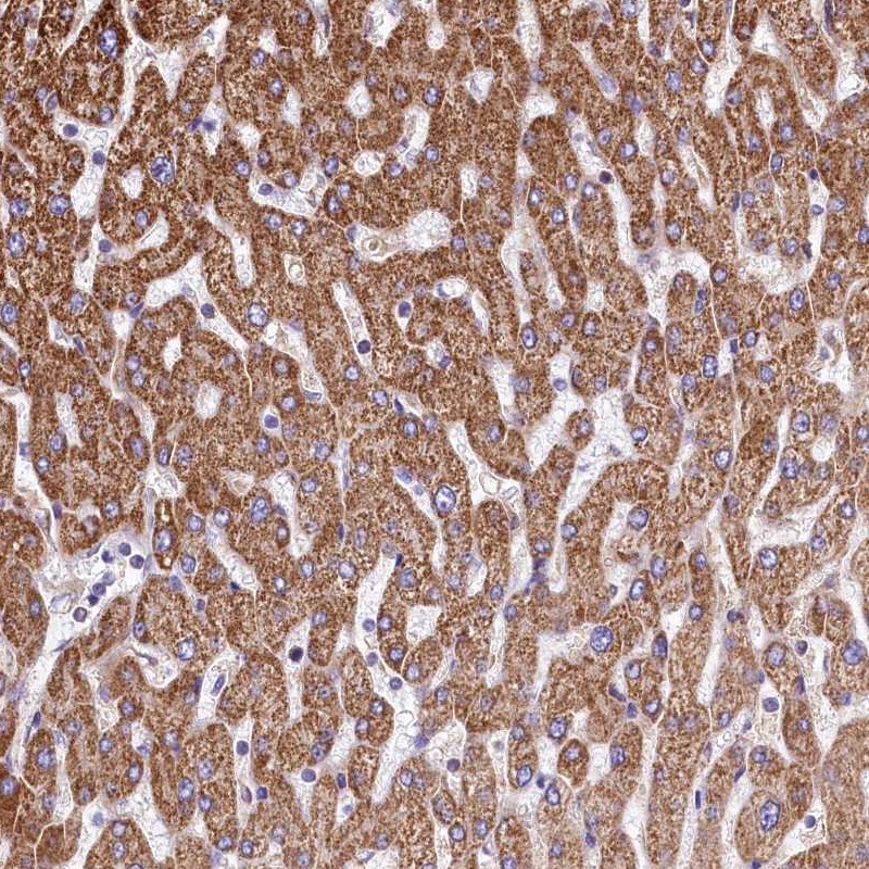 Rabbit Polyclonal Anti-VWCE Antibody - Buy for research - Highly specific, rigorously validated ...