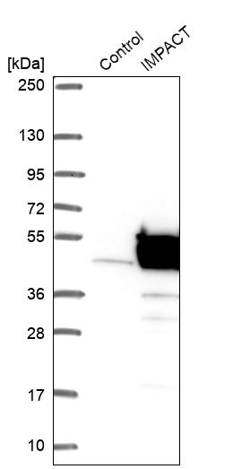 Rabbit Polyclonal Anti-IMPACT Antibody - Buy for research - Highly specific, rigorously ...
