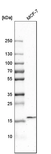Anti-ZG16B Human Protein Atlas Antibody