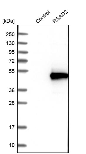 Rabbit Polyclonal Anti-RSAD2 Antibody - Buy for research - Highly ...