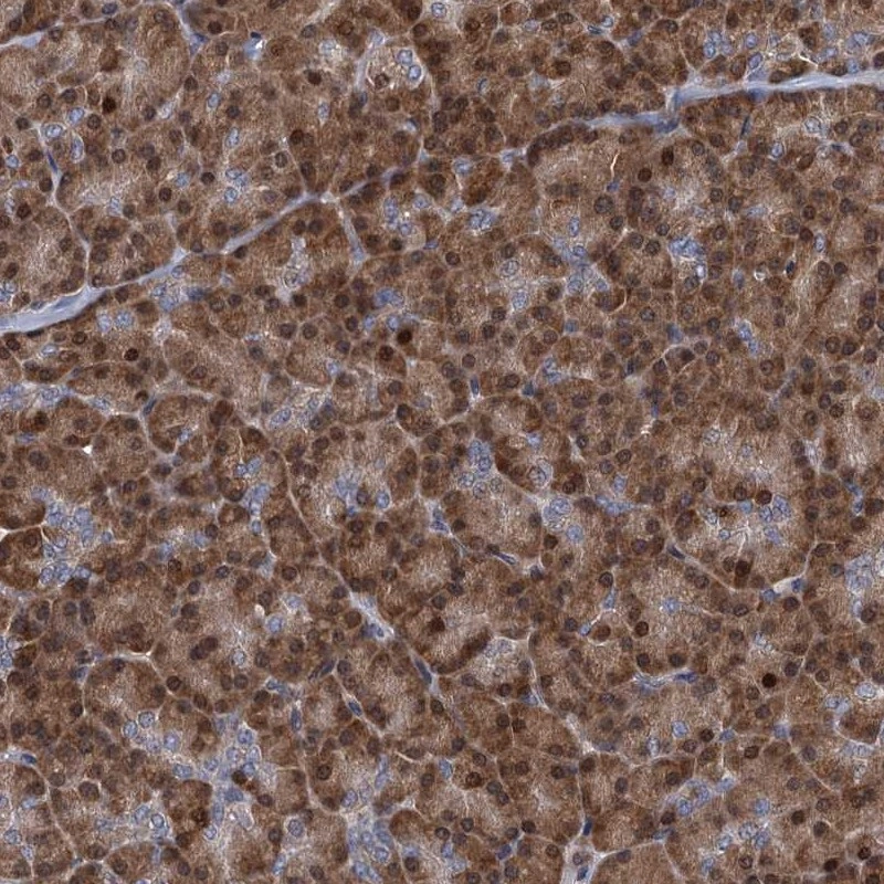 Anti-RNF125 Human Protein Atlas Antibody