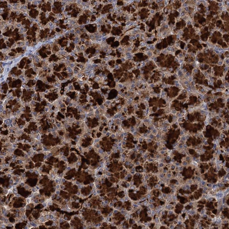 Rabbit Polyclonal Anti-WDR88 Antibody - Buy for research - Highly ...