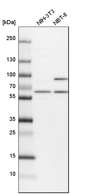 Anti-NAE1 Human Protein Atlas Antibody