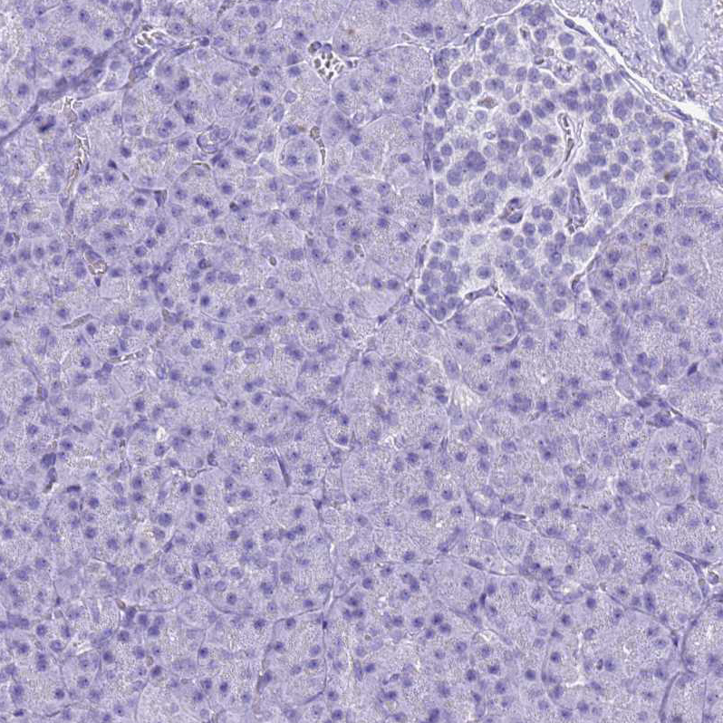 Anti-SLC7A9 Human Protein Atlas Antibody