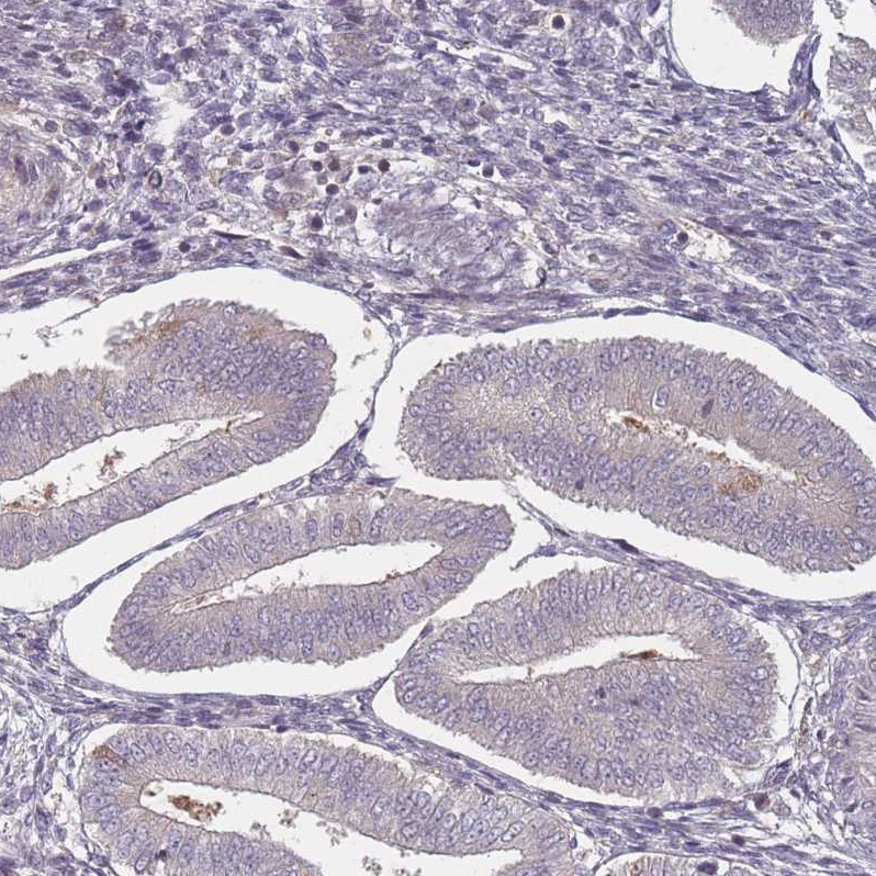 Anti-HAGH Human Protein Atlas Antibody