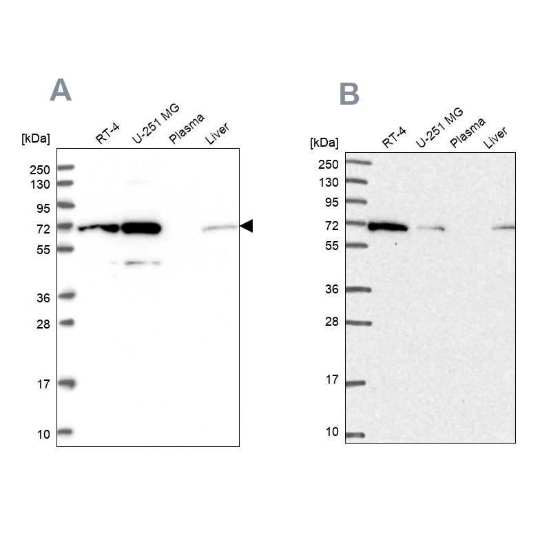 Anti-IRGQ Human Protein Atlas Antibody