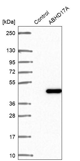 Anti-ABHD17A Human Protein Atlas Antibody