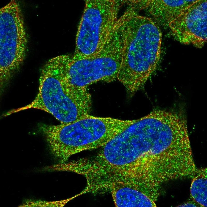Anti-JPH4 Human Protein Atlas Antibody
