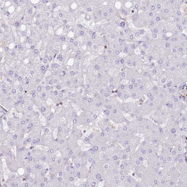 Anti-FPR1 Human Protein Atlas Antibody
