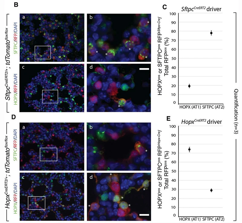 Anti HOPX Antibody in Embryonic Lung Development Research