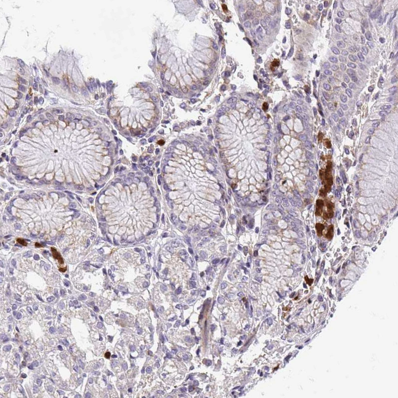 Anti-CSF3R Human Protein Atlas Antibody