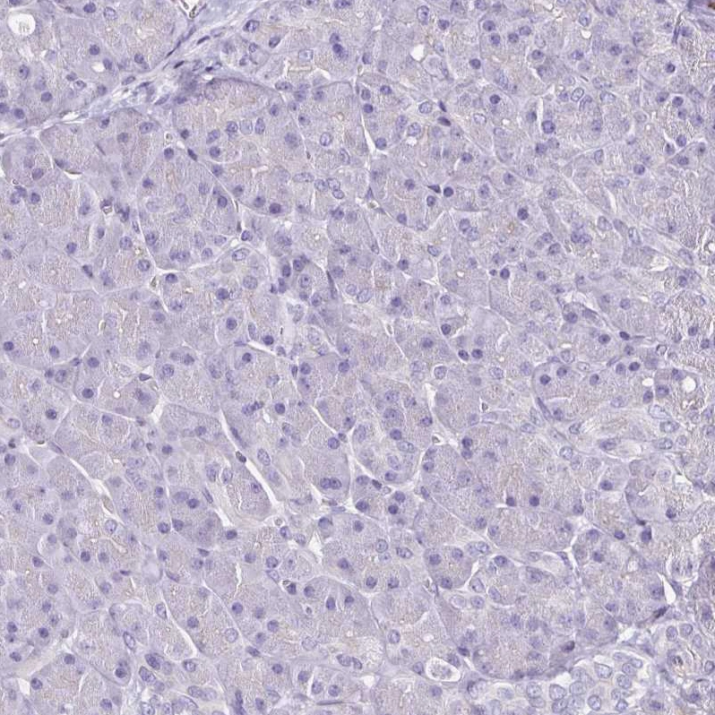 Anti-TLR4 Human Protein Atlas Antibody