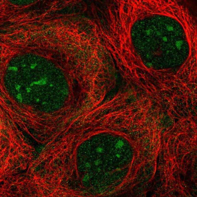 Anti-NOL7 Human Protein Atlas Antibody