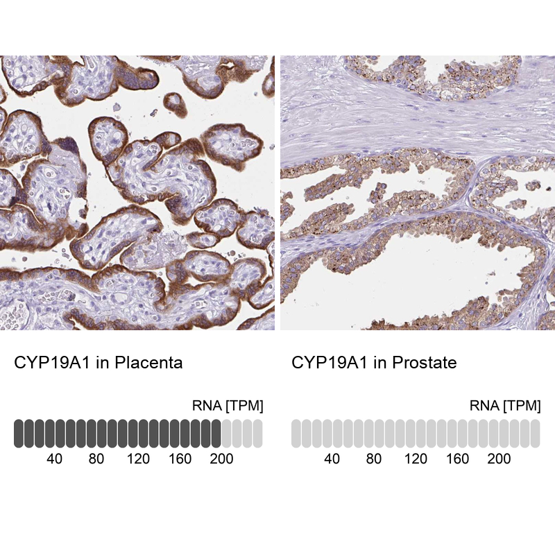 Anti-CYP19A1 Human Protein Atlas Antibody