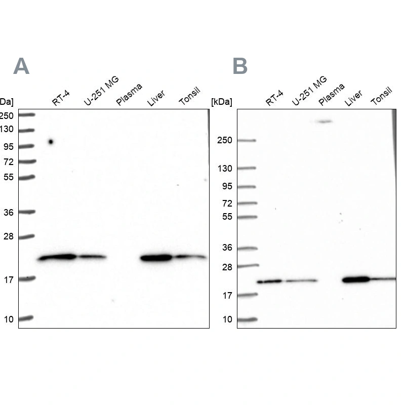 Anti-MT-CO2 Human Protein Atlas Antibody