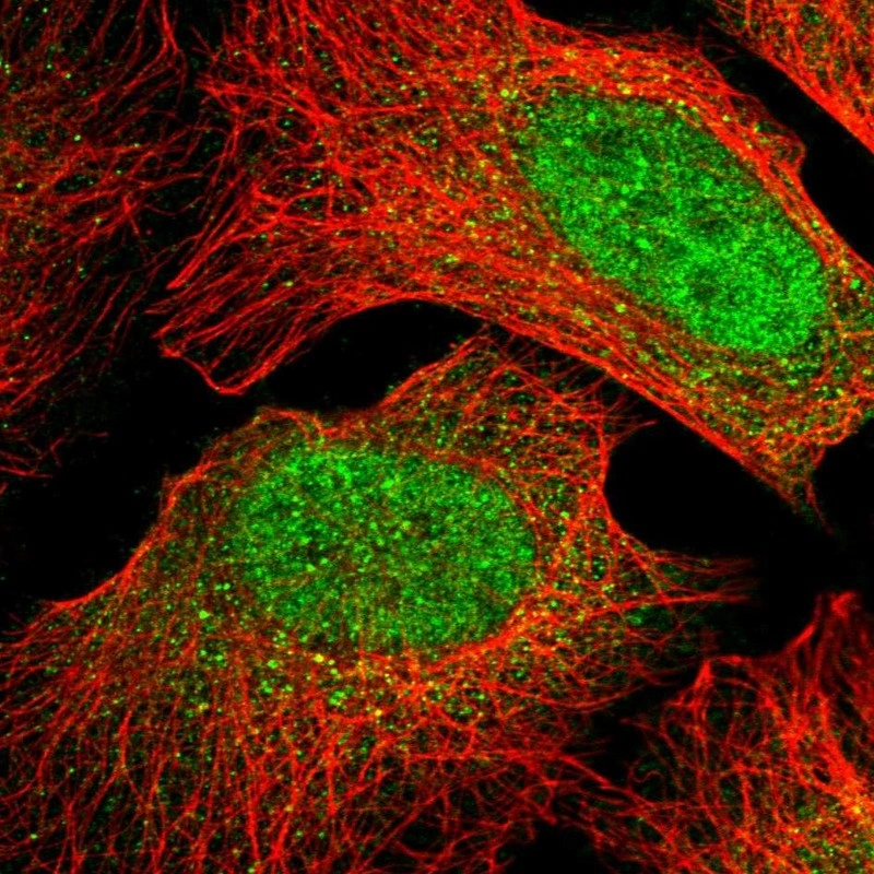 Anti-MIOS Human Protein Atlas Antibody
