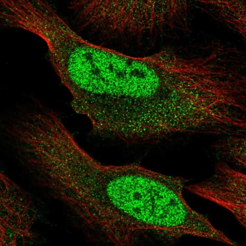 Rabbit Polyclonal Anti-RBM12B Antibody - Buy for research - Highly ...
